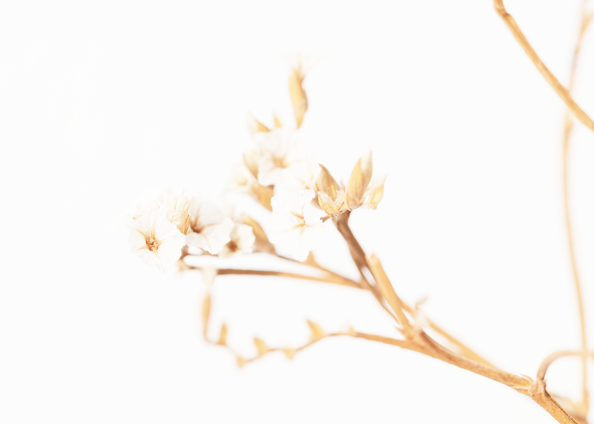 Merch – Ancient Bliss